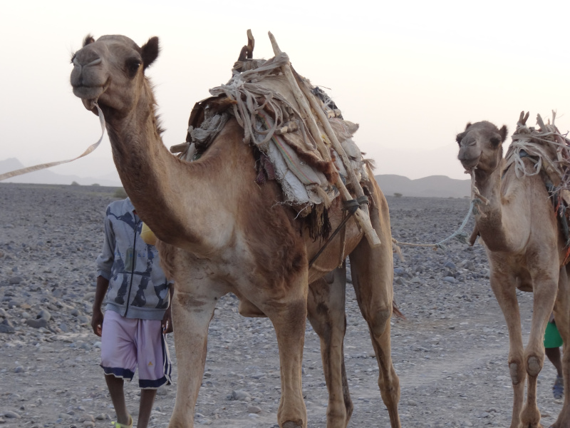 Aisha Tours Ethiopia